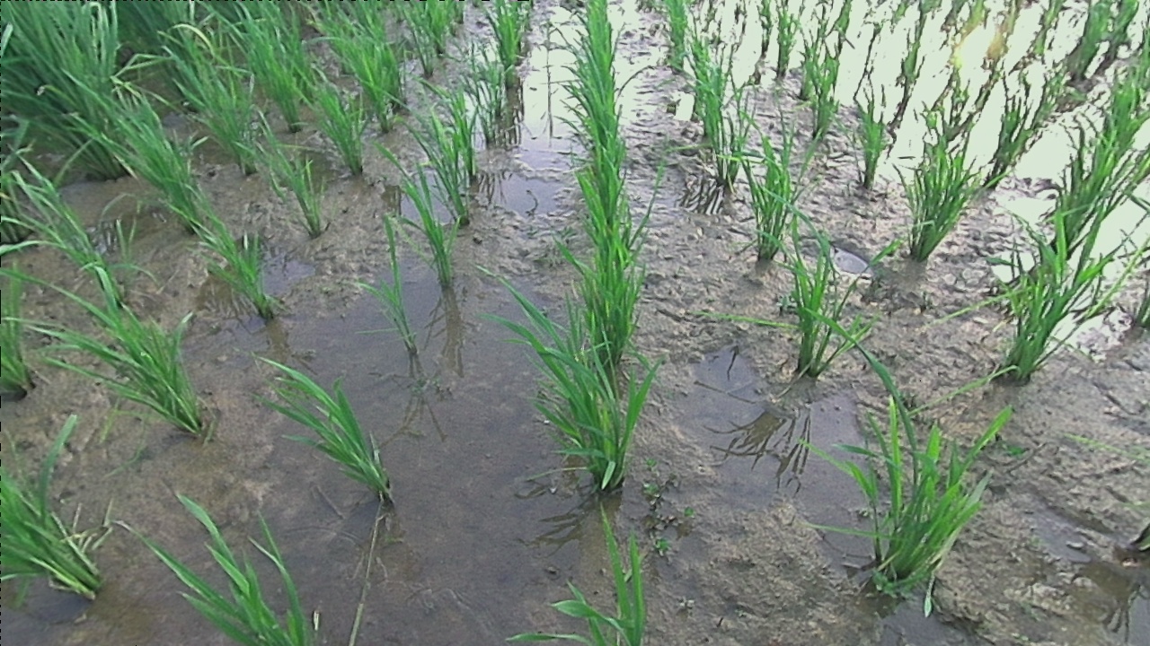 Rice seedlings Object Detection Dataset by Trunk detection
