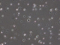 image processing class (image-processing-class-lbhjj) - Roboflow Universe