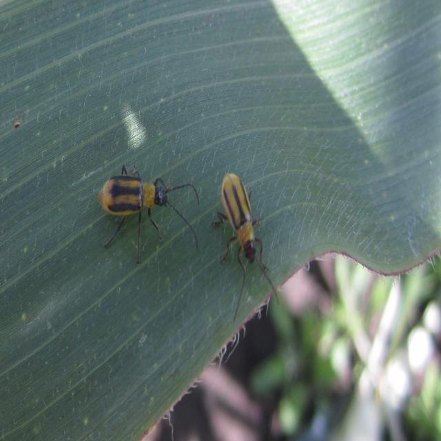 Maize Pest Object Detection Model By 526