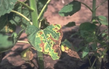 Leaf Disease Detection Using Ai Roboflow Universe