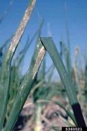 Onion Disease Capstone Final Object Detection Model by School