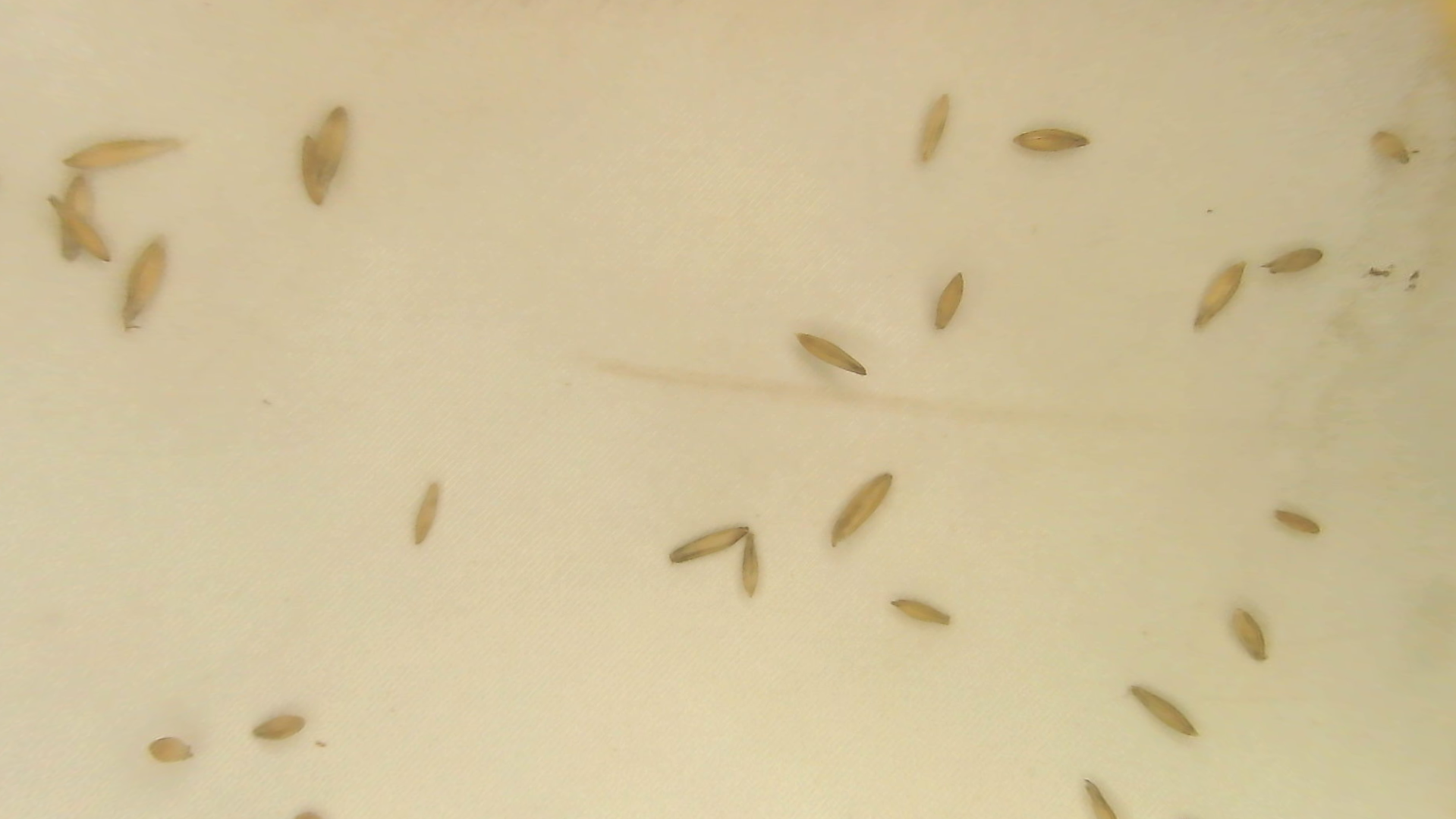 oat_sort Object Detection Dataset by intellidry