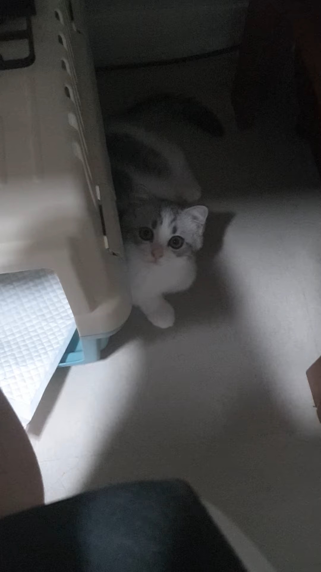 Cats Object Detection Dataset and Pre-Trained Model by Practice