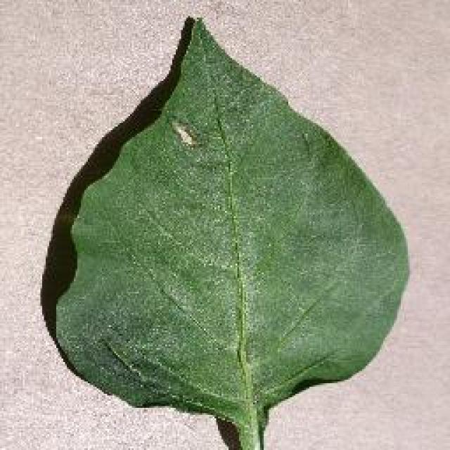 Plant Disease Detection Classification Dataset By Plant Disease Detection