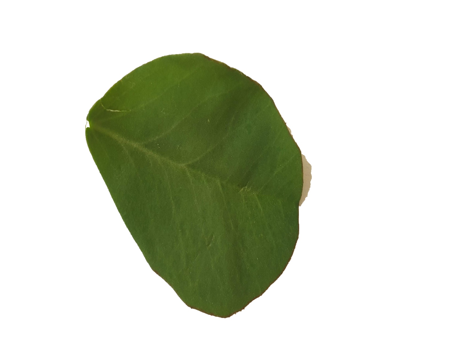leaf Classification Dataset by kinencardoza@gmail.com