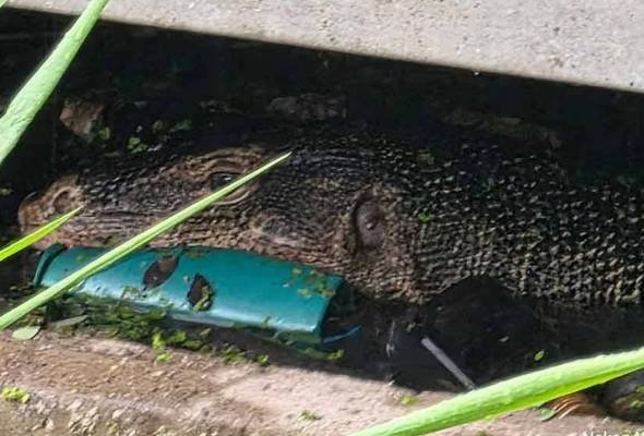 Monitor Lizard Object Detection Model by FYP