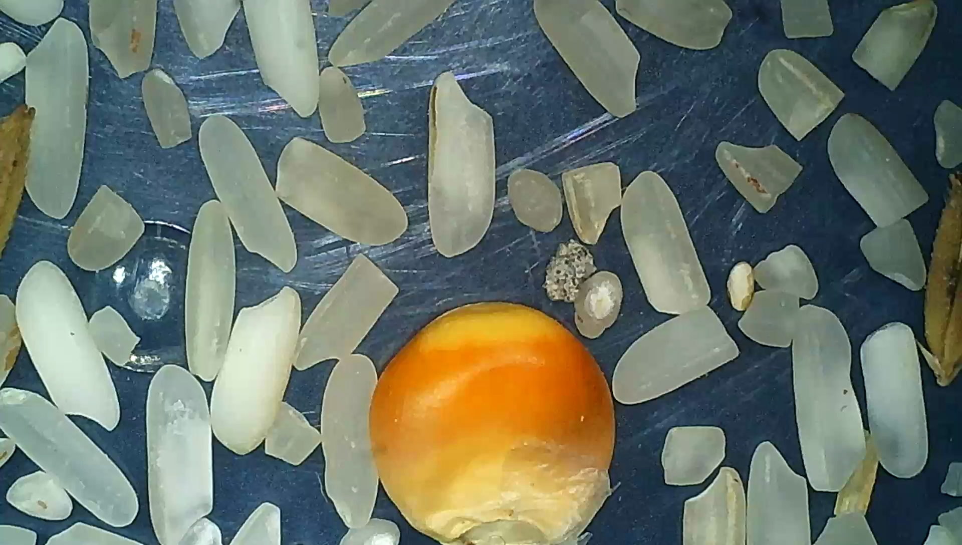 Deteksi Kualitas Beras Object Detection Model by UTY