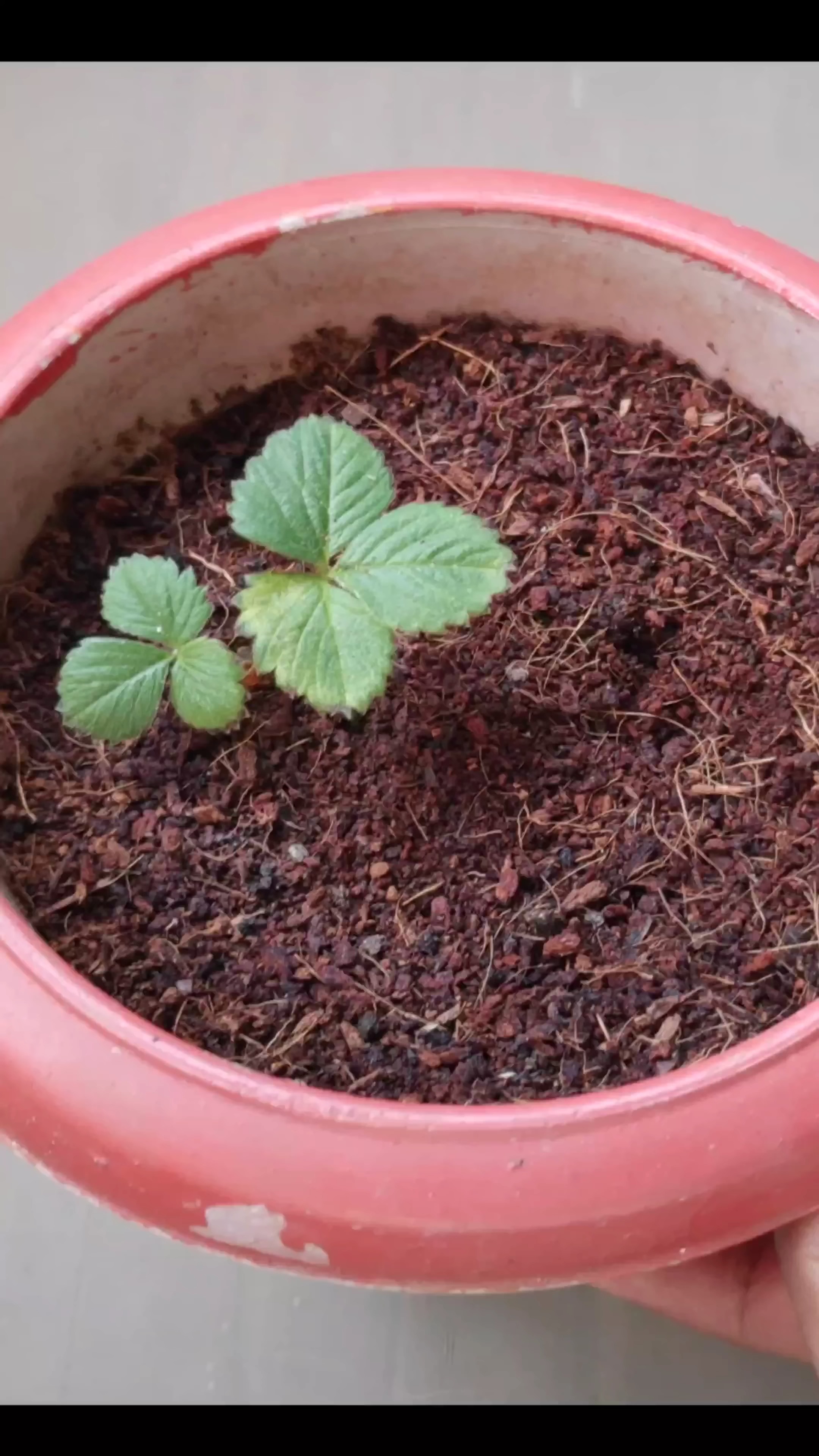 Strawberry Detection Object Detection Dataset By Home