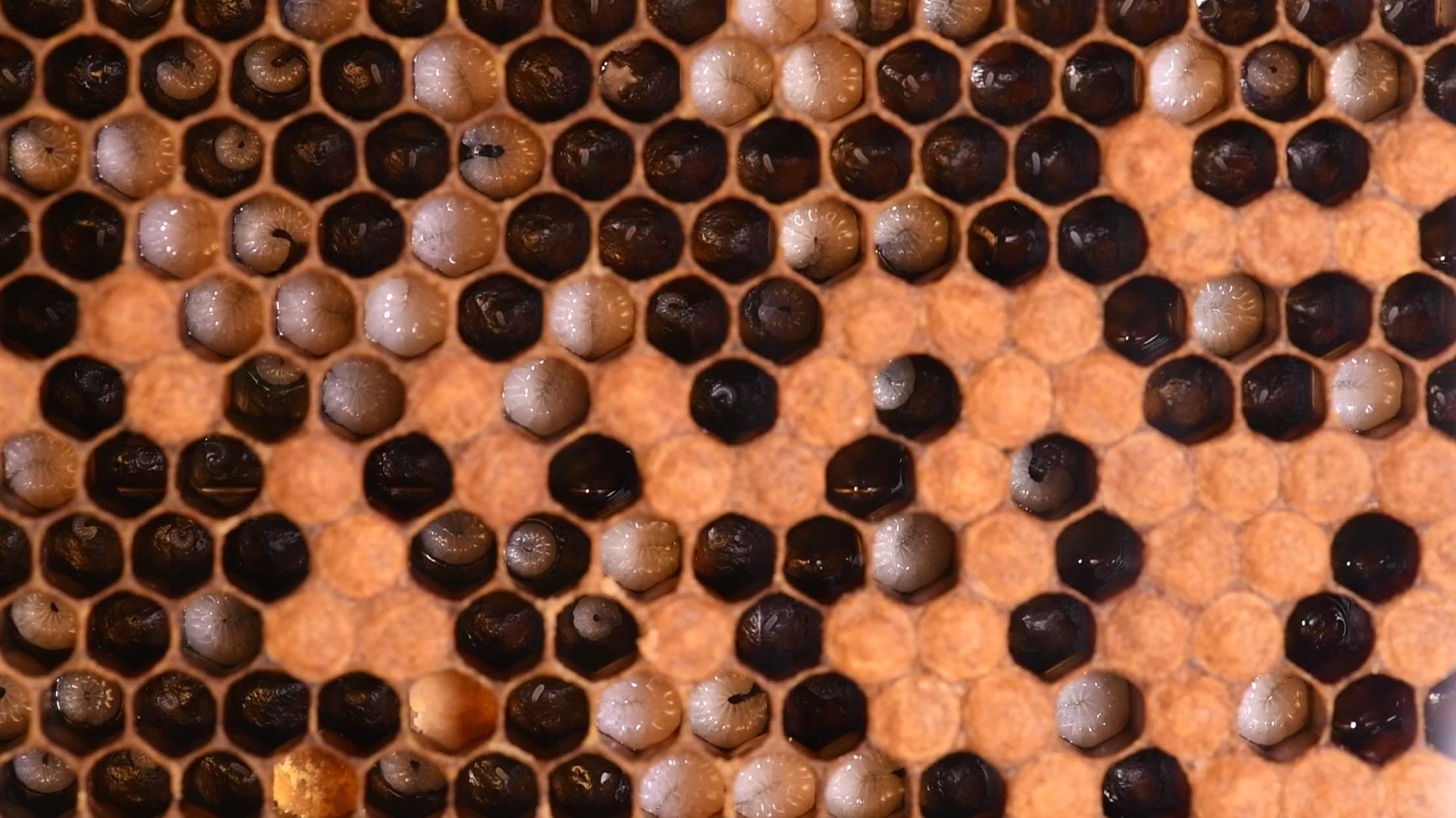 bee Object Detection Dataset by agro ai