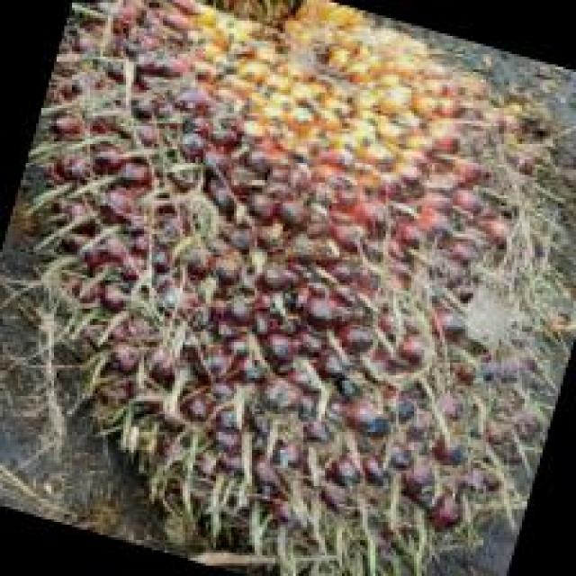 Image Classification Object Detection Model By Ahmad Nazih