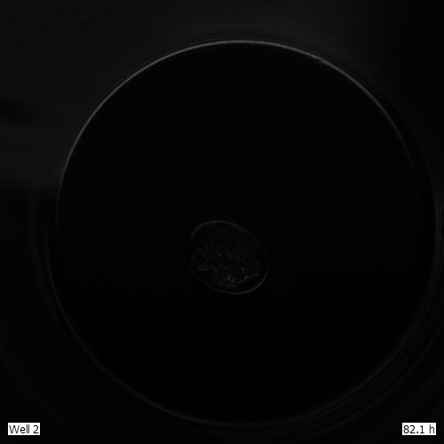 Ascaris_Embryo_Segmentation Instance Segmentation Dataset and Pre-Trained Model by Parasite Egg ...