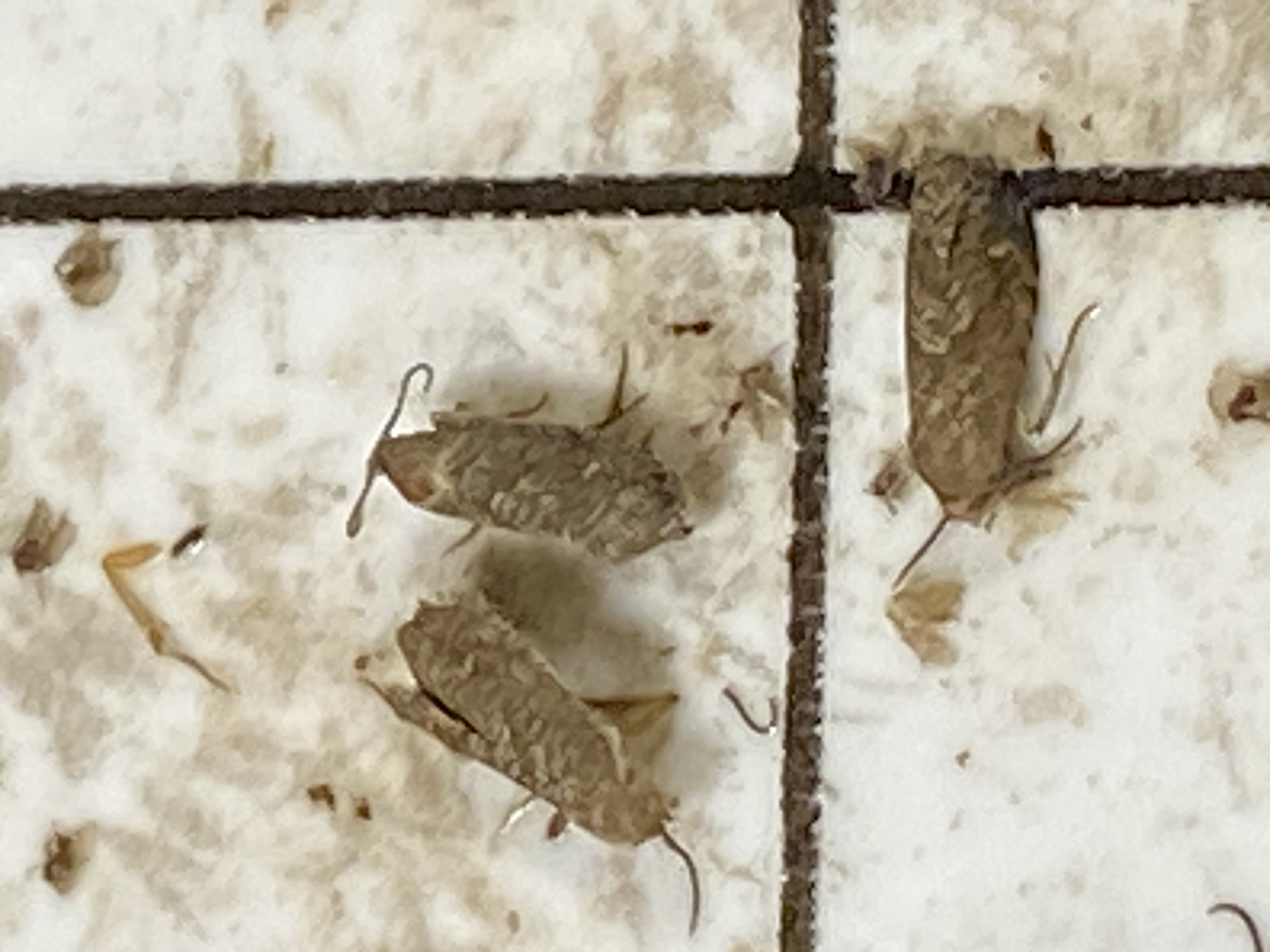 Only Soon Moth Bounding Box Object Detection Dataset By Jini