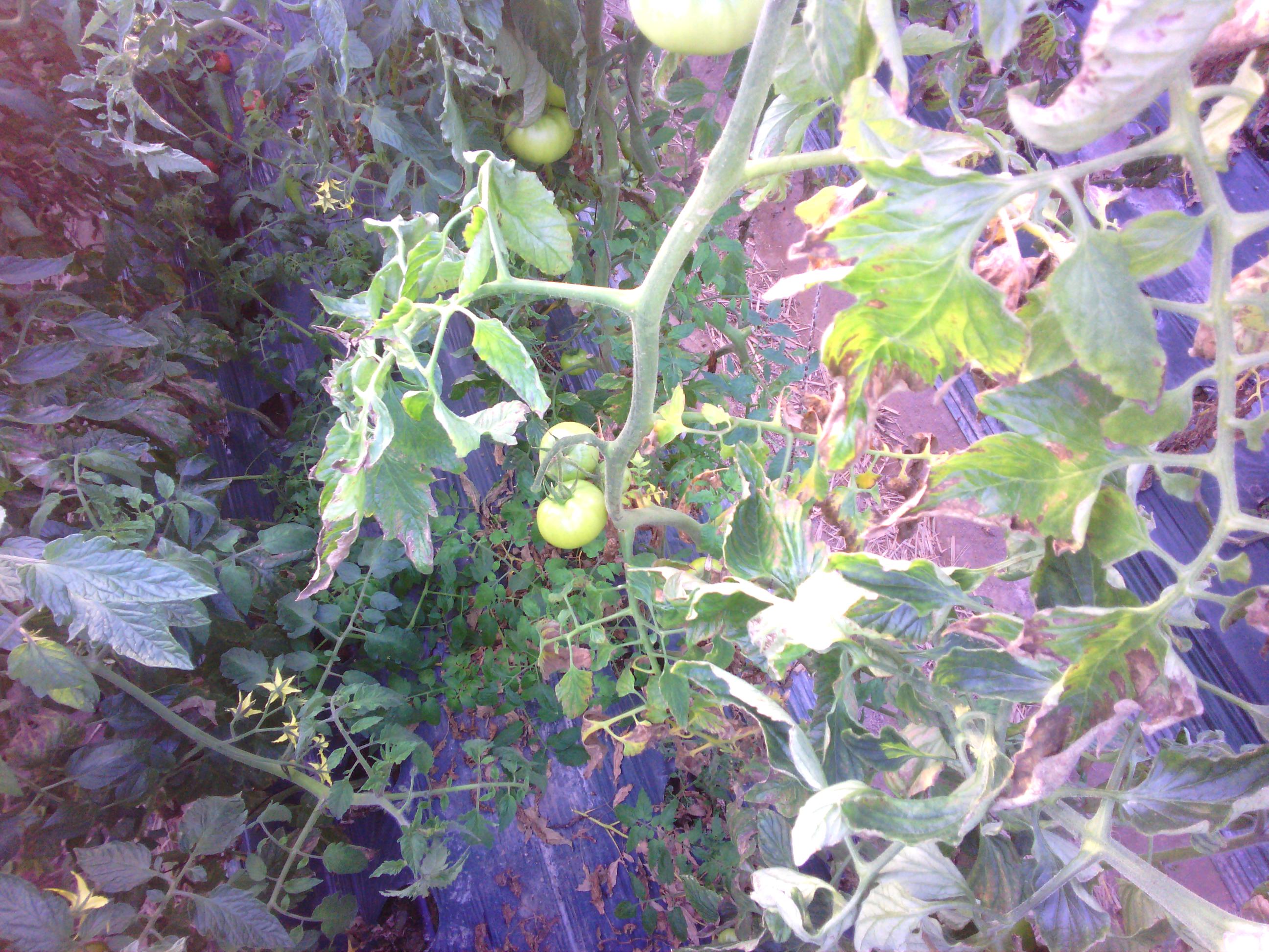 Flowering Ver2 Merge Object Detection Model By Jini