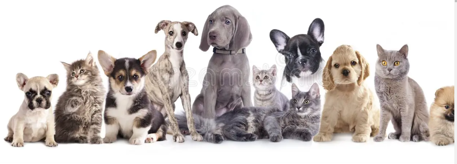 Dogs vs. Cats Object Detection Dataset and Pre-Trained Model by Anna ...