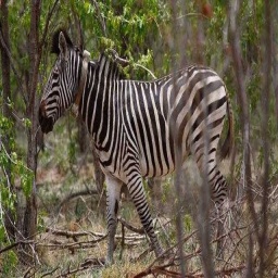 Zebra Detection Object Detection Dataset by Yolo