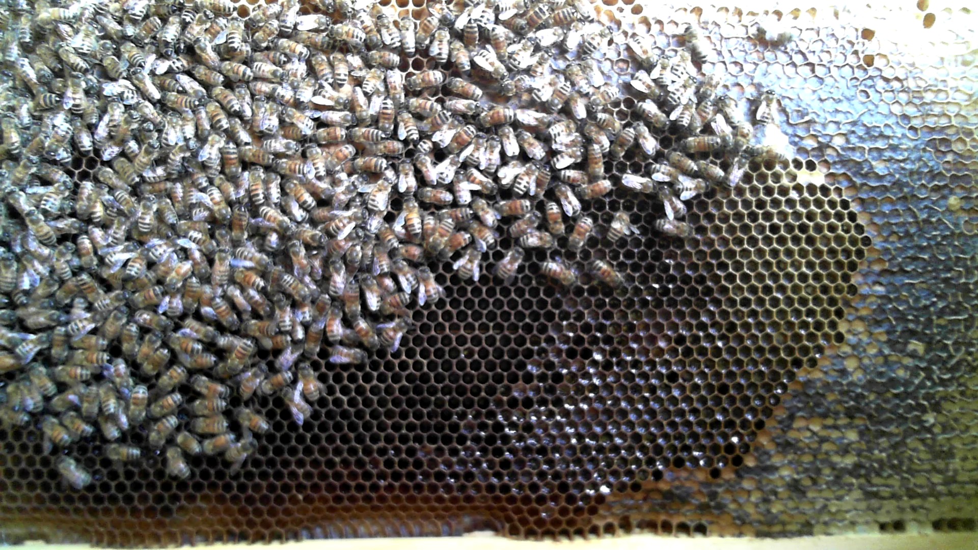 Bee Counter Test Object Detection Dataset And Pre Trained Model By Bees