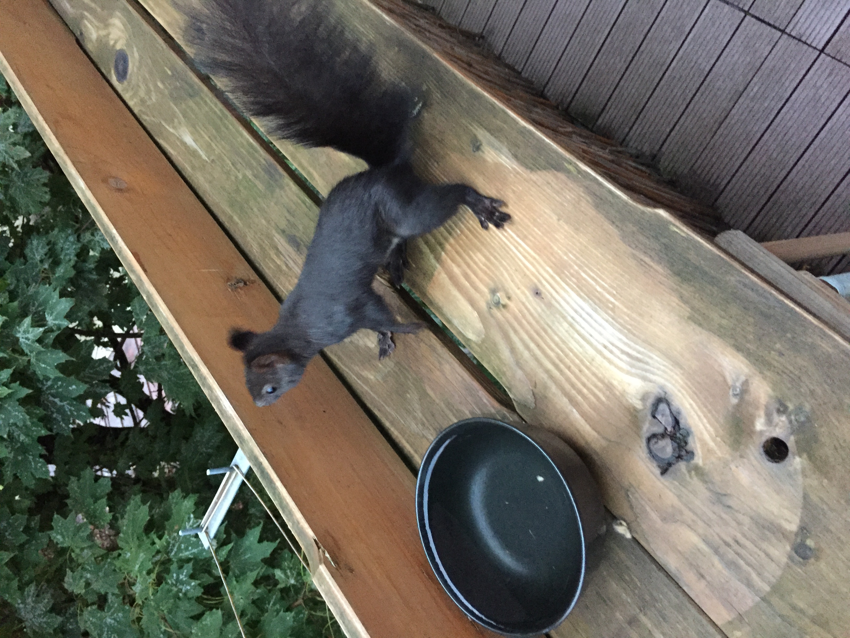 squirrel detection Object Detection Dataset by Squirrel