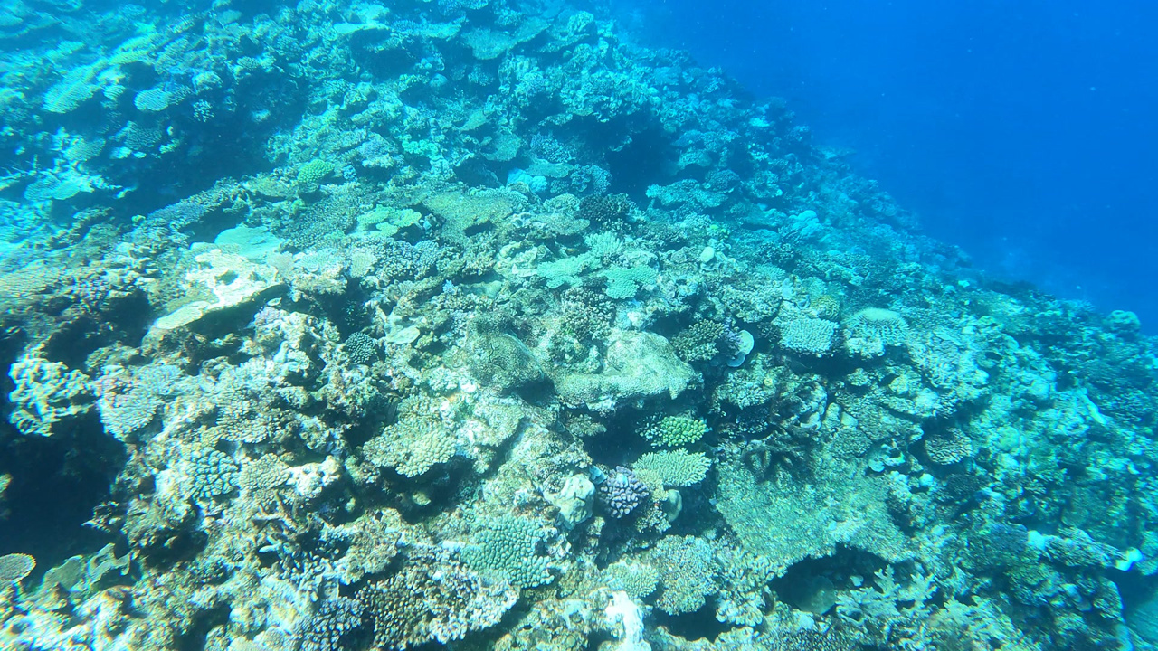 COTS_Kaggle Object Detection Dataset by David Glukhov