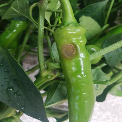 hackathonday_demo Object Detection Dataset and Pre-Trained Model by BANDARU PRUDHVI NARAYANA