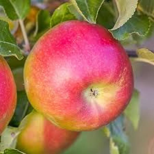 Apples Object Detection Dataset by Ron