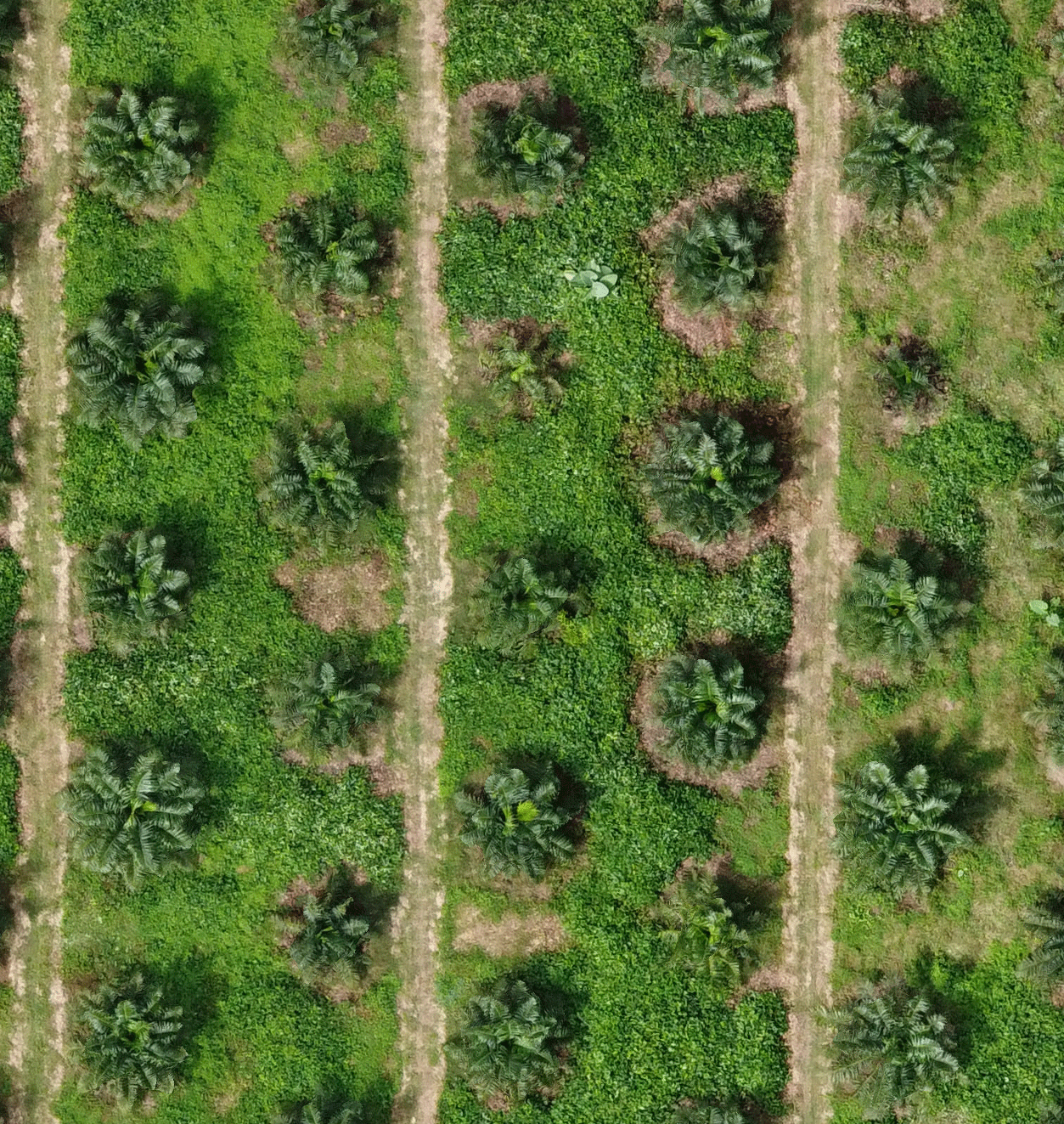Oil Palm Tree 2 Object Detection Dataset And Pre Trained Model By Oilpalm