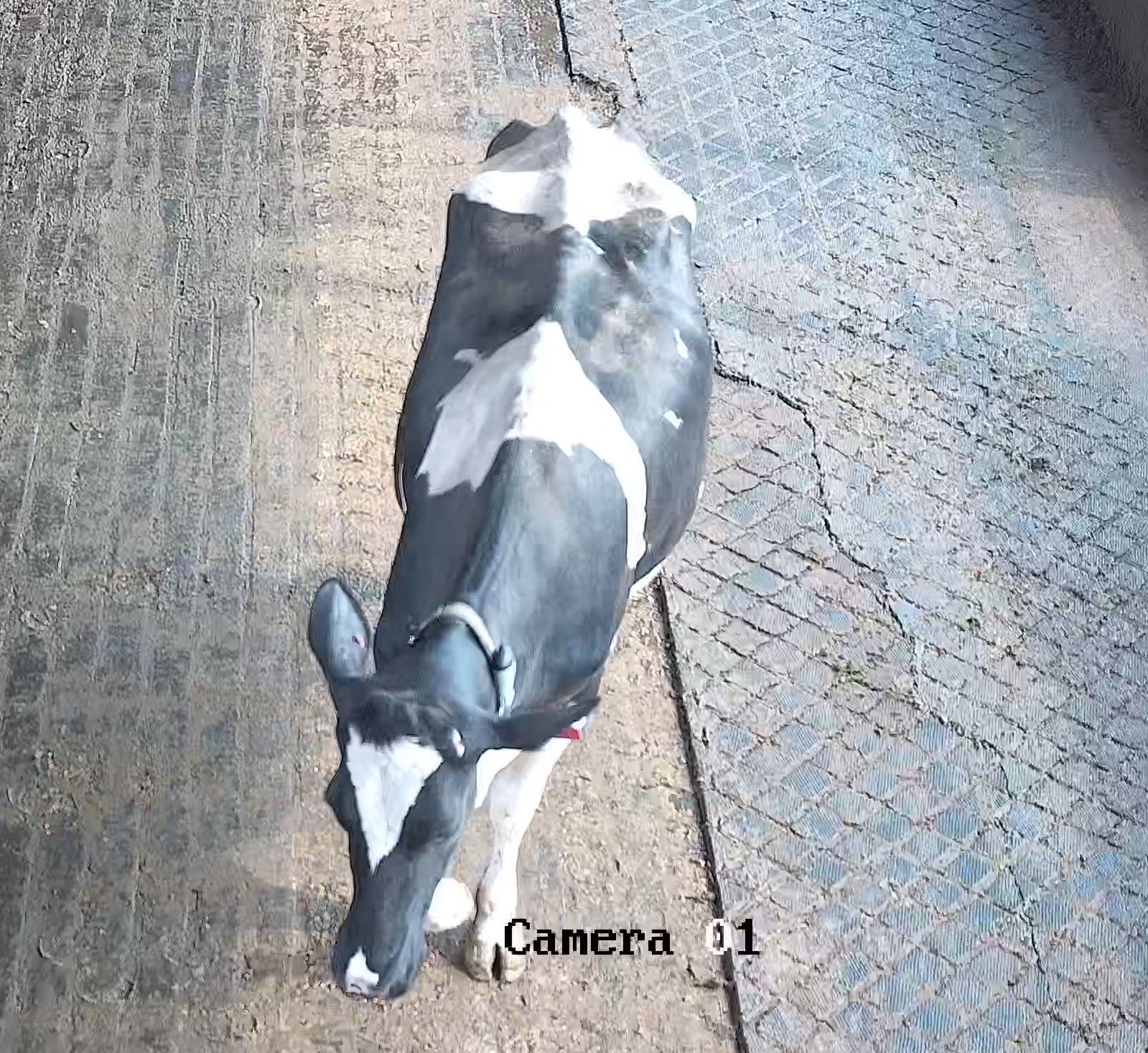 Cowbackrecognition Object Detection Dataset By Beijing University Of Technology