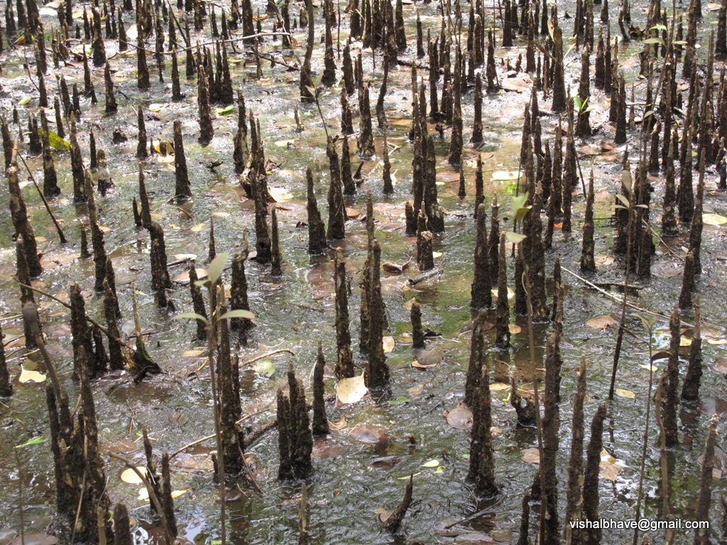 mang Classification Dataset by Jan Retch Barniza