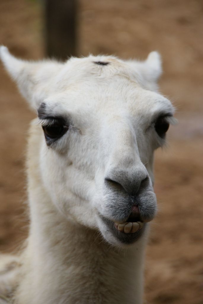 Tarun projects - Roboflow Universe