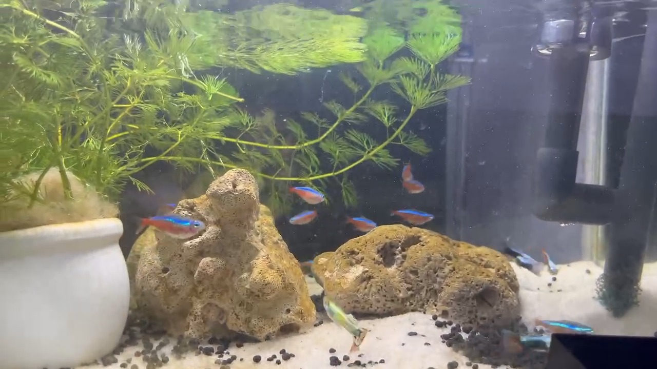 fish1_detect Object Detection Dataset by Yolo