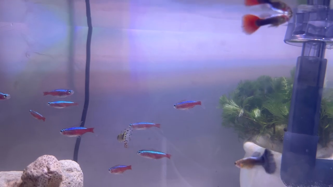 fish Object Detection Dataset by Yolo