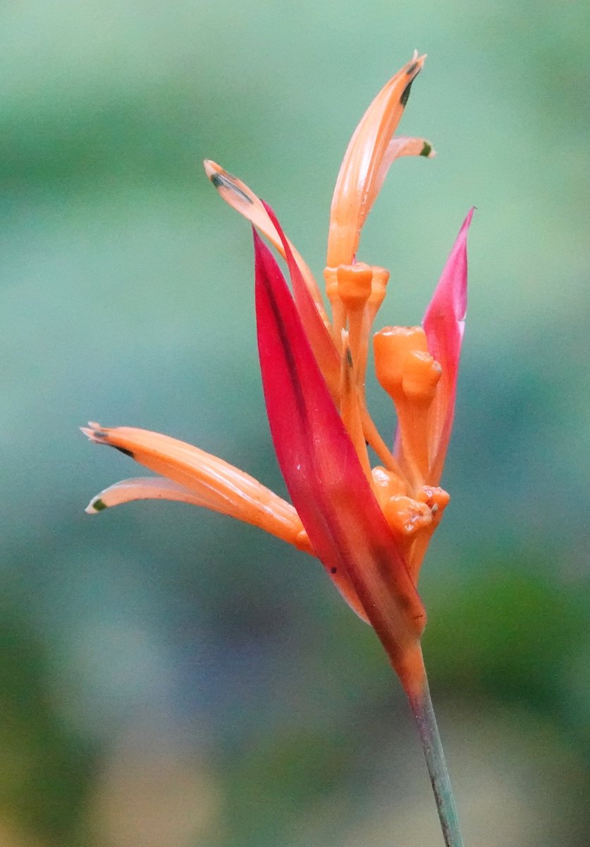 heliconia psittacorum Object Detection Dataset by project yolo