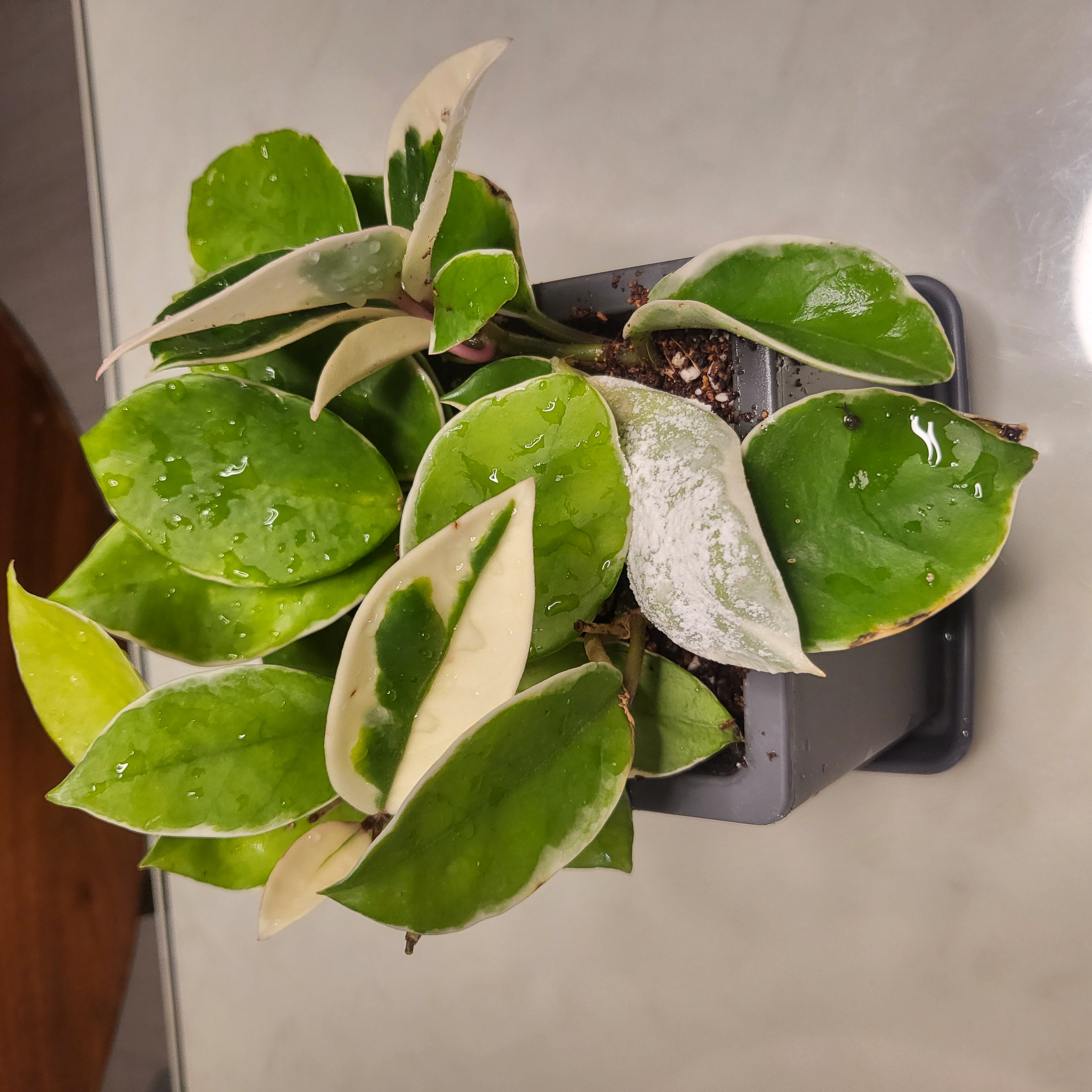 plant disease Instance Segmentation Dataset and Pre-Trained Model by hanseo