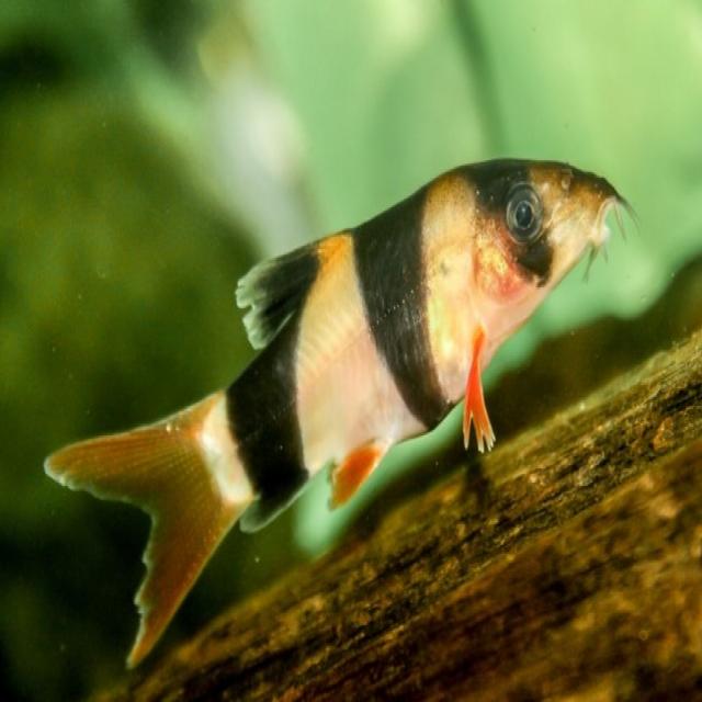 fish_class Instance Segmentation Dataset by nayab