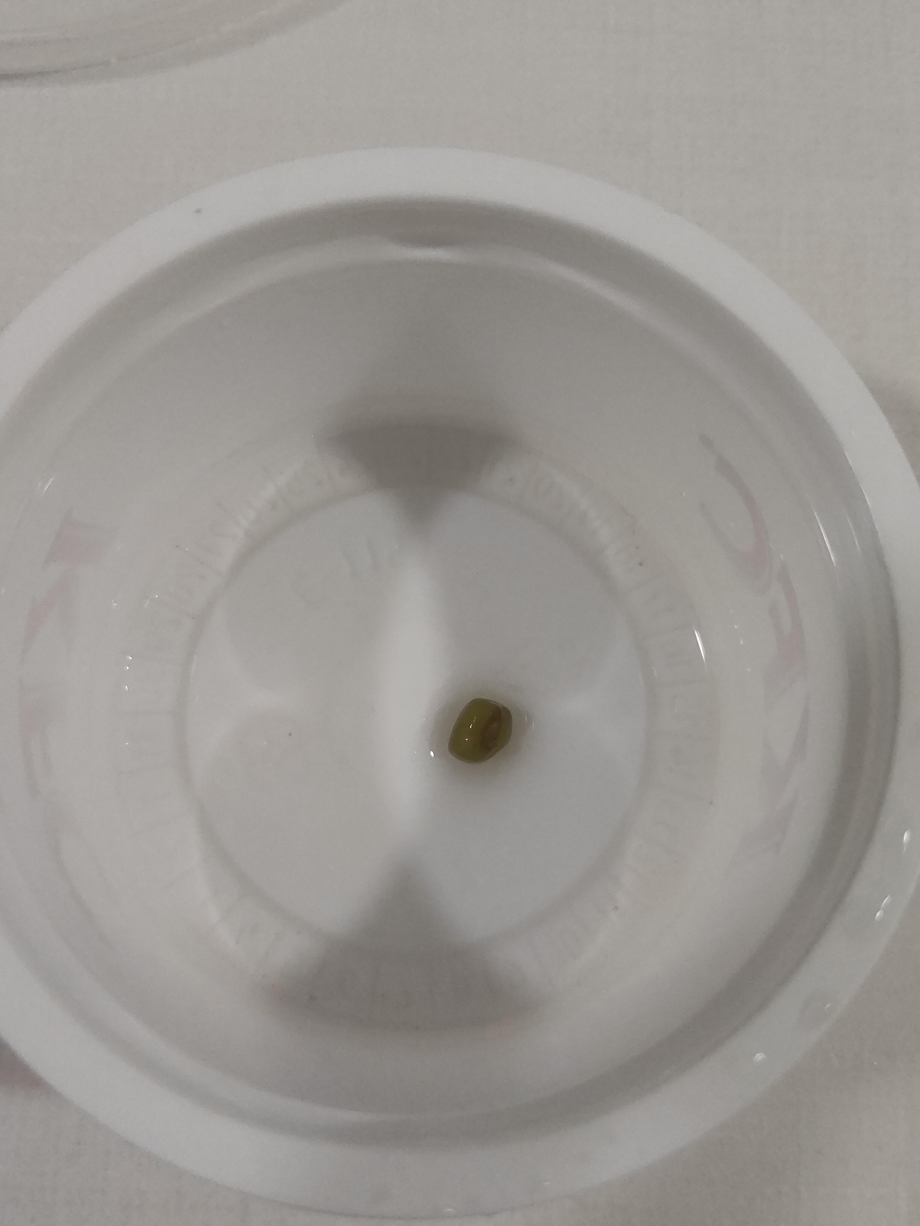 Single Mung Bean Object Detection Dataset by FYP