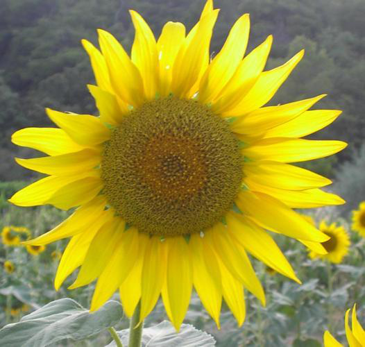 Object Detection Object Detection Dataset By Myvision