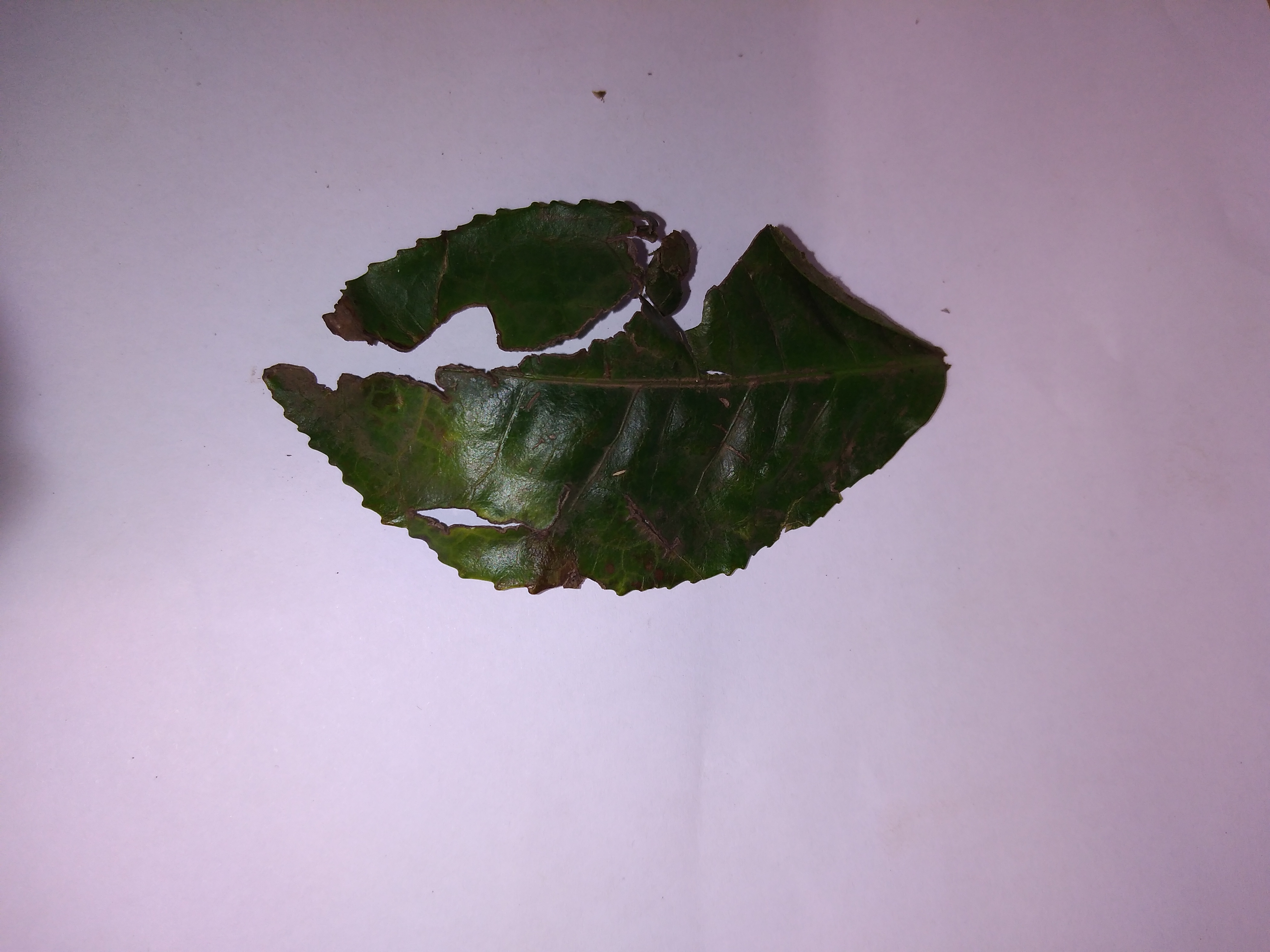 tea leaf disease detection - Roboflow Universe