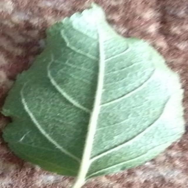 leaf disease_transfer learning Object Detection Dataset by tea leaf disease detection