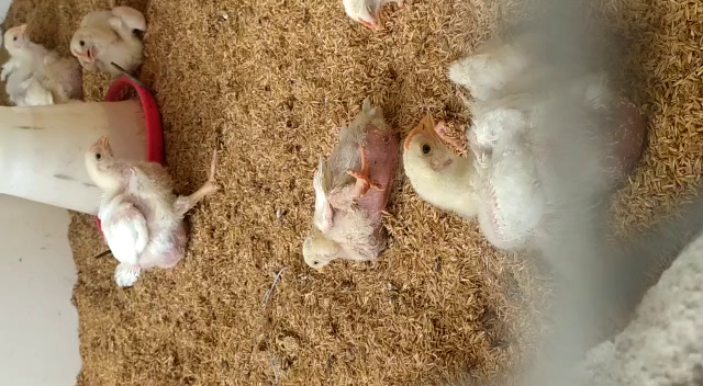 Sickhealthy Object Detection Dataset And Pre Trained Model By Swarnim Rai