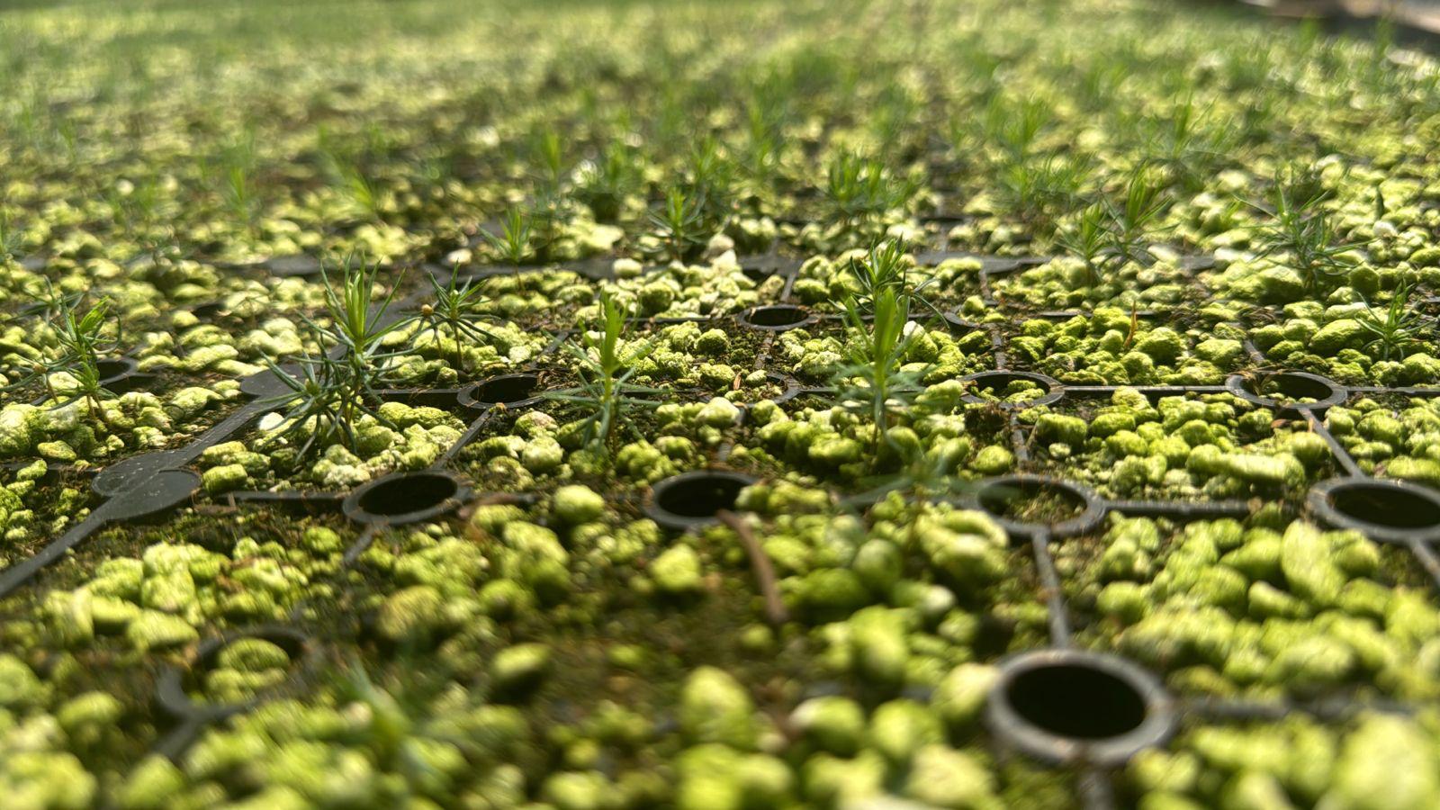 cedar_seedlings_detection Object Detection Dataset by EngeeMecha