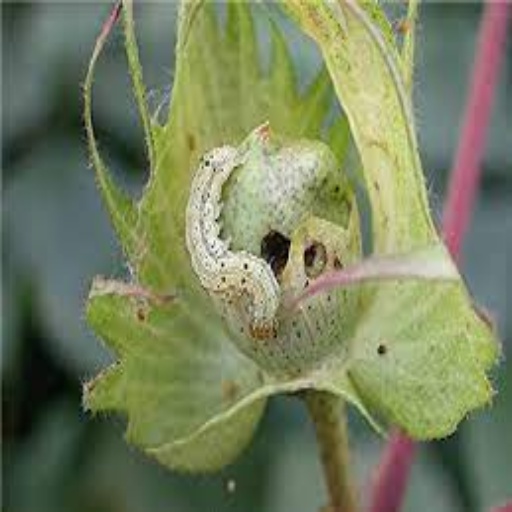 Cnn Model For Insect Detection Classification Dataset And Pre Trained