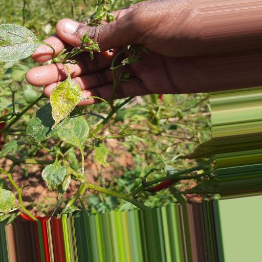 Insects Detection Classification Dataset And Pre Trained Model By Sabbella Bhagya Sai Anil Reddy