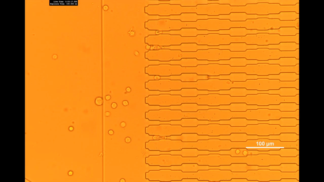 Segmentation_cells Instance Segmentation Dataset by Projet Deep Learning Segmentation_cells Instance Segmentation Dataset by Projet Deep Learning
