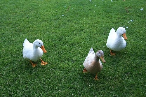 Custom Workflow Single-label Classification Classification Dataset by delete