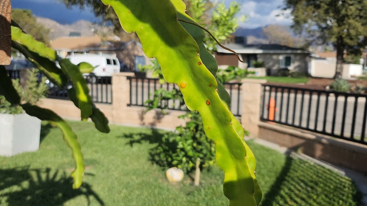 Dragon Fruit Diseases Object Detection Dataset By Sathish P