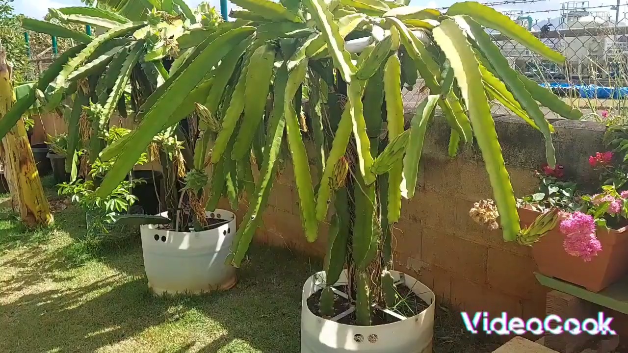 Dragon Fruit Detection Object Detection Dataset By Sathish P