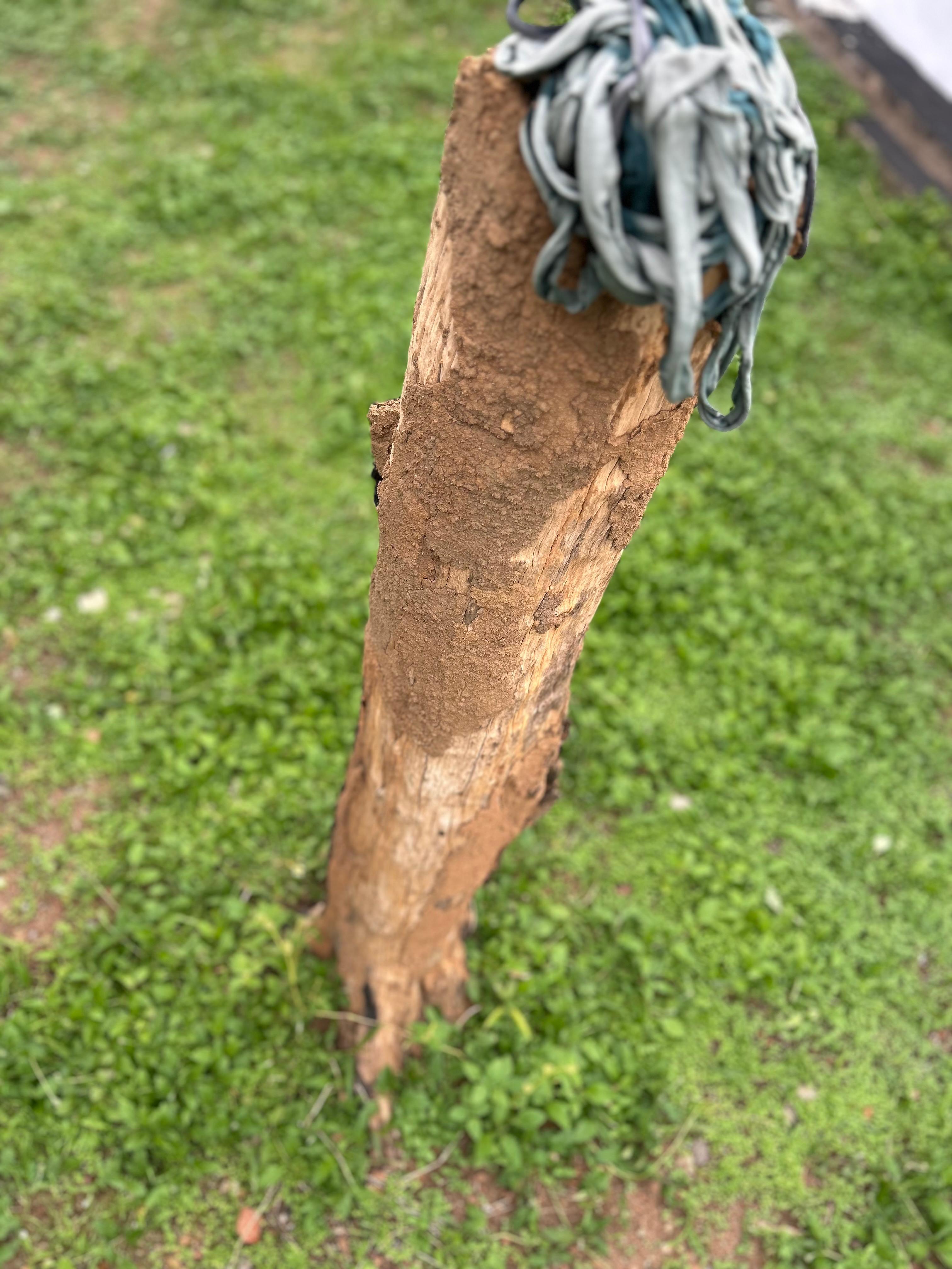 Garden Tree Detection Object Detection Dataset by roboflow projects