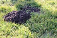 Manure Detection Roboflow Universe