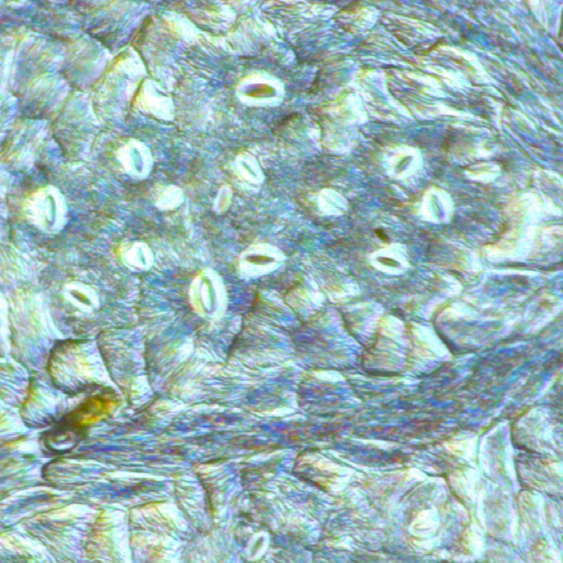 Combined Little Leaf Segmentation Instance Segmentation Dataset And Pre Trained Model By Data