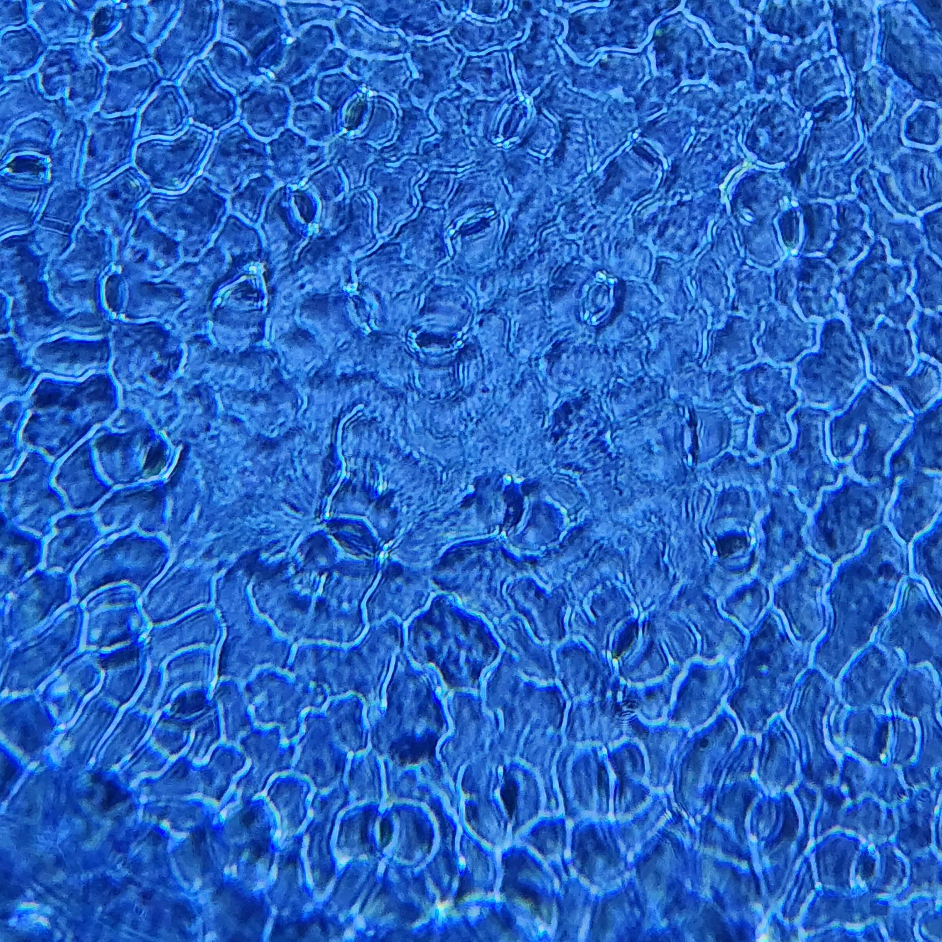 Norway-Maple Segmentation 2025 Instance Segmentation Dataset by Data