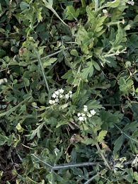 Detect And Classify Single-label Classification Classification Dataset and Pre-Trained Model by ...